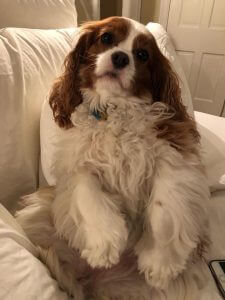 A Girl’s Best Friend: Blessings of the Voiceover Studio Dog - Laura ...